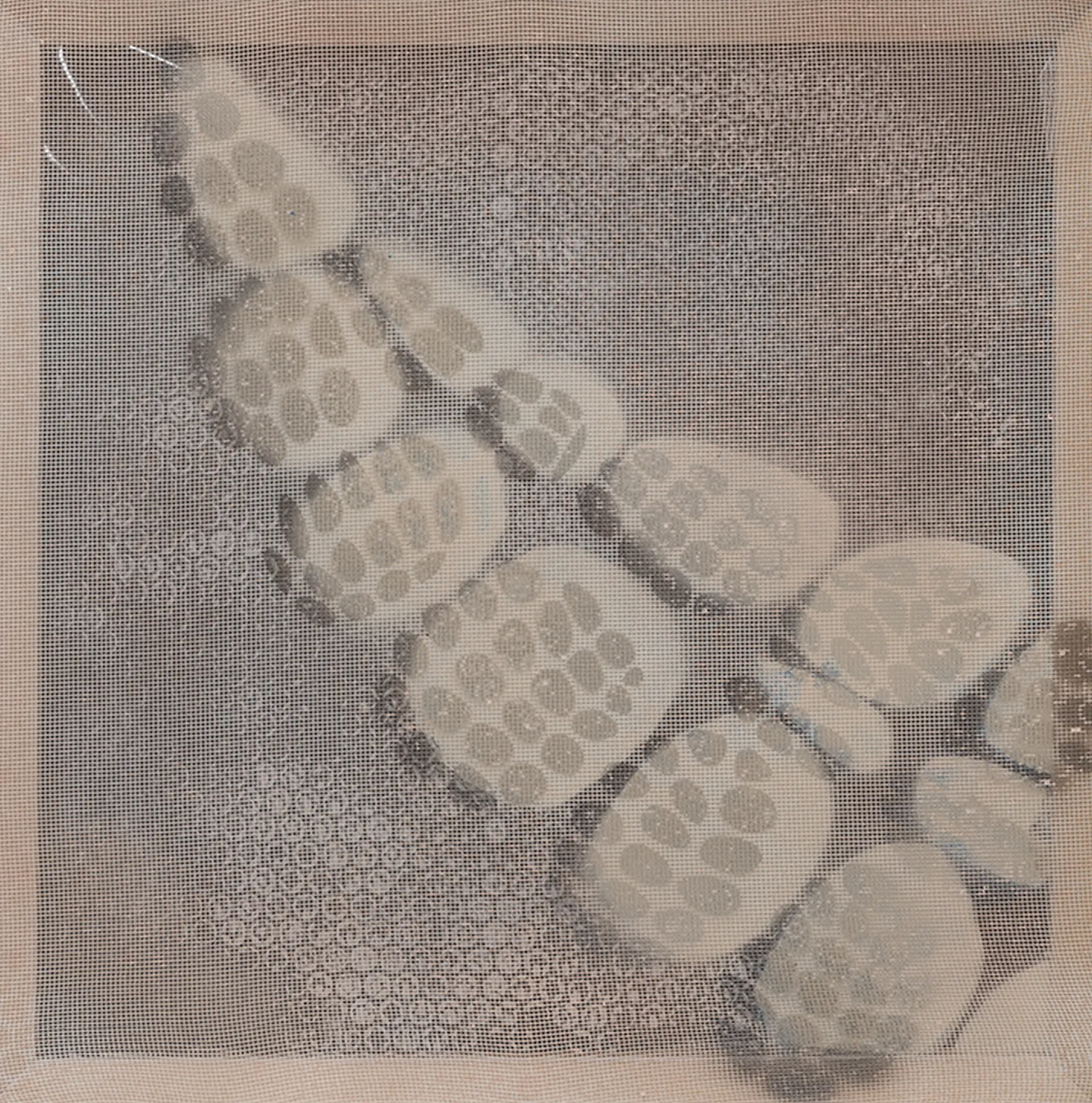 Novità - Comune di Argenta (FE)